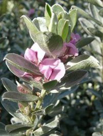 Podalyria sericea | Cape Satin Bush | plant lust