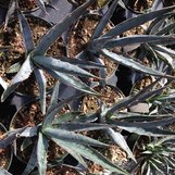 Agave xylonacantha | Agave xylocantha | Green Striped Agave | Saw Leaf ...