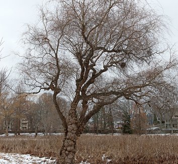 Salix from multiple nurseries on Plant Lust