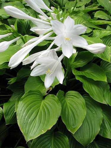 Hosta plantaginea | Hosta 'Plantaginea' | August Lily | China species ...