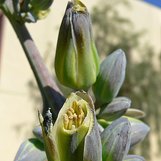 Hesperaloe funifera | Yucca funifera | Giant Hesperaloe | New Mexico ...