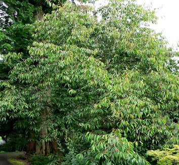 Rehderodendron from multiple nurseries on Plant Lust