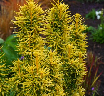 Taxus cuspidata 'Densa' | Densa Japanese Yew | plant lust