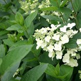 Hydrangea paniculata 'Pee Wee' | | plant lust