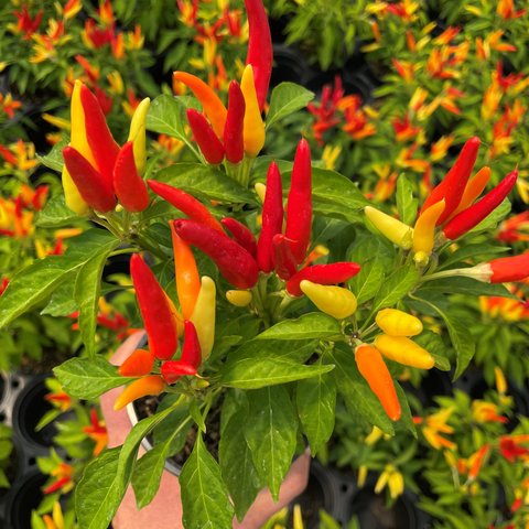 Capsicum annuum 'Chilly Chili' | Chilly Chili Ornamental Pepper | plant ...