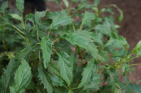 Hydrangea arborescens 'Green Dragon' | | plant lust