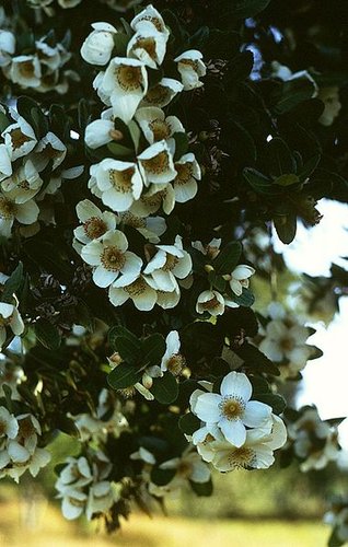 Eucryphia cordifolia | Ulmo | plant lust