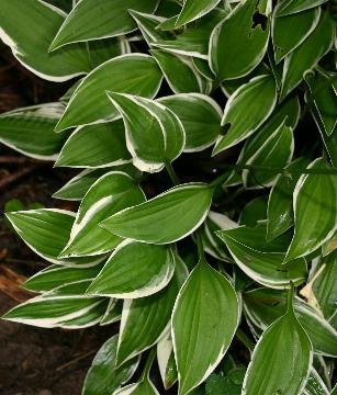 Hosta 'Fairy Surprise' | plant lust