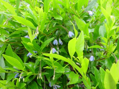 Sollya heterophylla | Australian Bluebell Vine | Bluebell Creeper ...