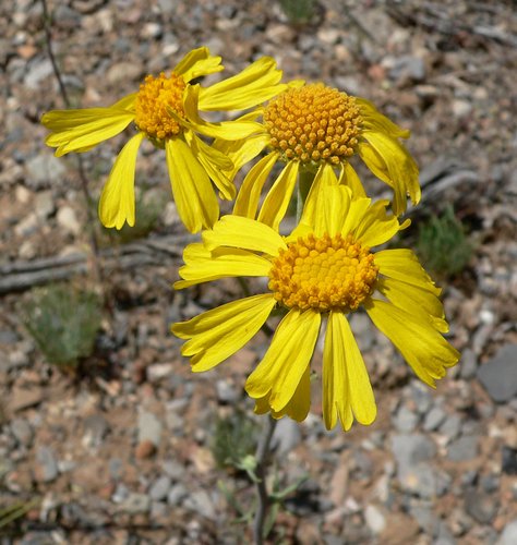 Hymenoxys lemmonii | Picradenia lemmonii | Alkali Hymenoxys | Lemmon's ...