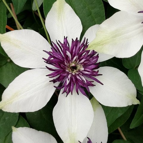 Clematis florida 'Sieboldiana' | Clematis florida 'Sieboldii ...