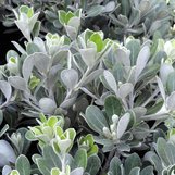 Pittosporum crassifolium 'Compactum' | Compactum Dwarf Karo | plant lust