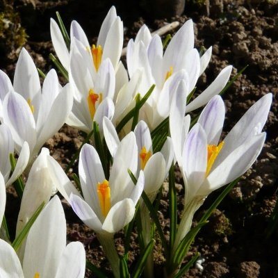 Crocus tommasinianus 'Albus' | Albus Woodland Crocus | plant lust