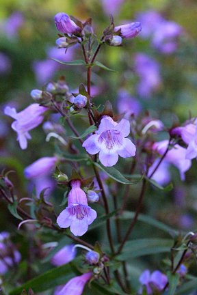 Penstemon tenuis | Beardtongue | plant lust