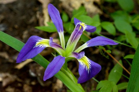 Iris brevicaulis | Zigzag Louisiana Iris | plant lust