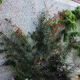 Lace Lady Twisty Baby™ Locust | Robinia pseudoacacia 'Lace Lady' | Lacy ...