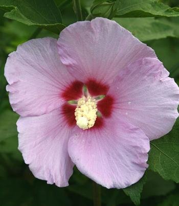 Hibiscus sinosyriacus | Chinese Tree Mallow| plant lust