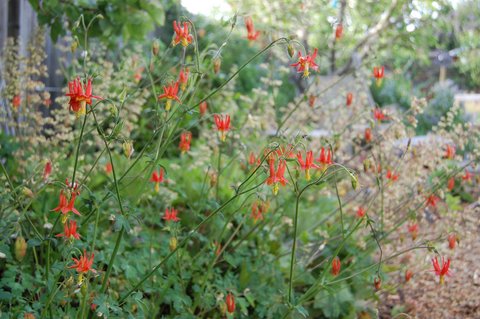 Aquilegia formosa | Western Columbine | Western Red Columbine | plant lust