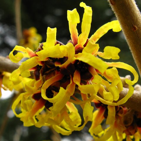 Hamamelis x intermedia 'Primavera' | Hamamelis 'Primavera' | Hamamelis ...