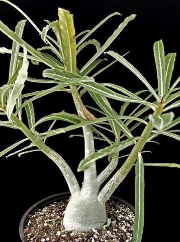 Adenium sp. nova [Tanzania] | plant lust
