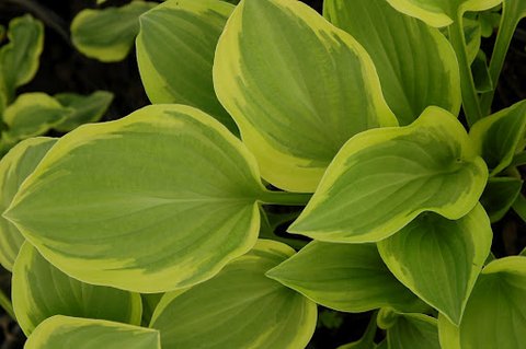 Hosta 'Golden Tiara' | | plant lust