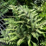Athyrium niponicum 'Red Beauty' | Red Beauty Painted Fern | plant lust