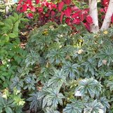 Begonia 'Gryphon' | plant lust