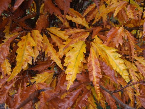 Fagus sylvatica 'Aspleniifolia' | Fagus sylvatica 'Asplenifolia ...