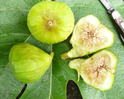 Ficus carica 'Blanche' | Ficus carica 'White Marseille' | Blanche Fig ...