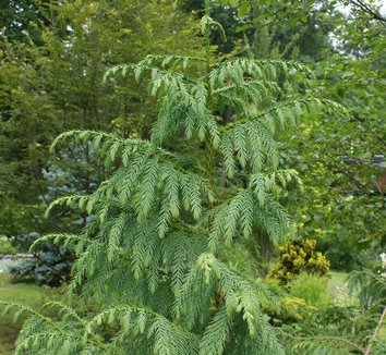 Taiwania from multiple nurseries on Plant Lust