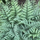 Athyrium 'Ghost' | Athyrium x 'Ghost' | Ghost Fern | plant lust