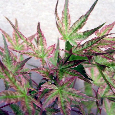Acer palmatum 'Beni tsukasa' | Beni tsukasa Japanese Maple | plant lust