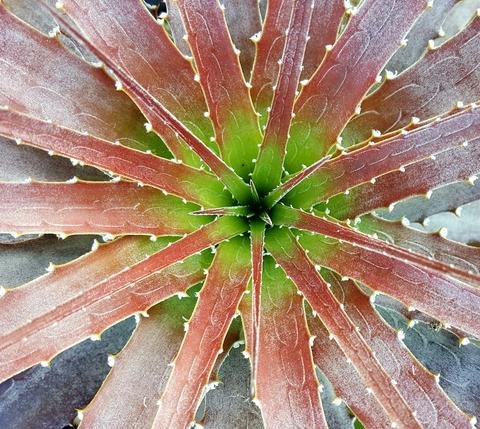Hechtia guatemalensis | Hechtia guatamalensis | plant lust