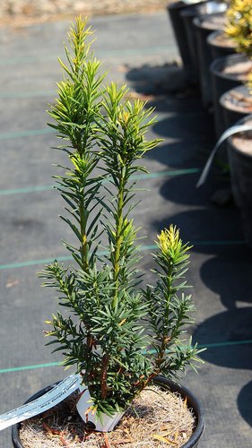 Taxus x media 'Maureen' | Maureen Hybrid Yew | plant lust
