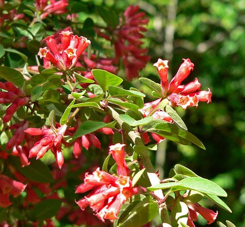 Cestrum fasciculatum | Early Jessamine | Red Cestrum | plant lust