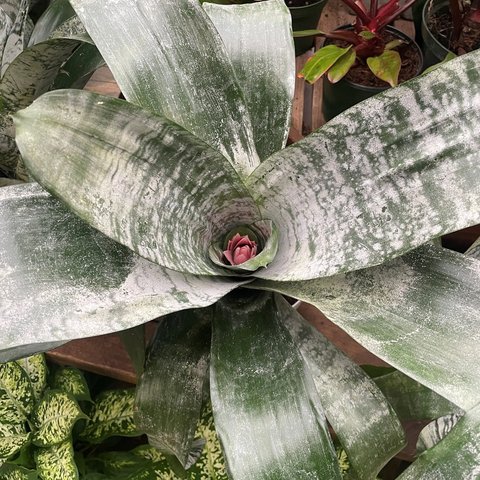 Aechmea fasciata 'Primera' | | plant lust