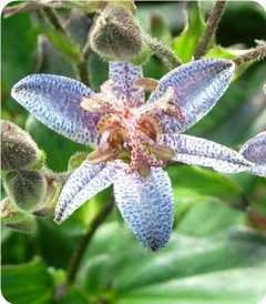 Tricyrtis formosana 'Spotted Toad' | Toad Lily | plant lust
