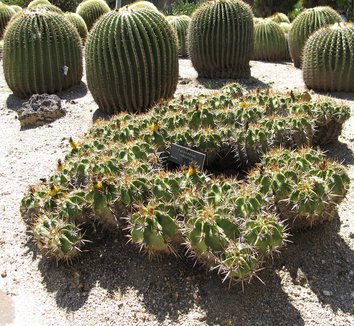 Ferocactus from multiple nurseries on Plant Lust