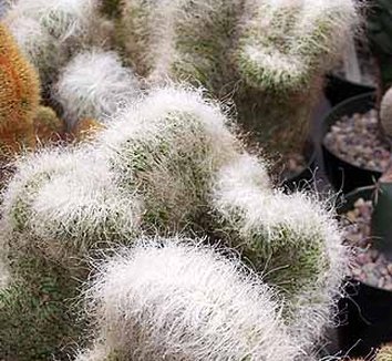 Pilocereus from multiple nurseries on Plant Lust