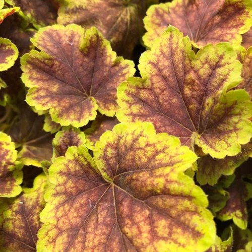 Little Prince of Oregon - plant lust