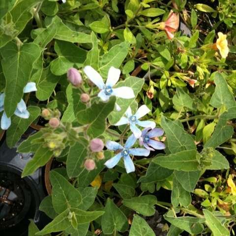 Oxypetalum coeruleum | Oxypetalum caeruleum | Tweedia caerulea | plant lust