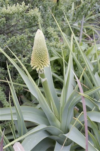 Kniphofia northiae | Giant Red Hot Poker | plant lust