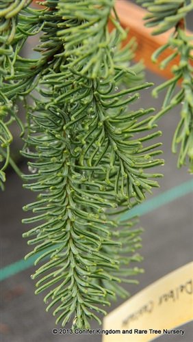 Abies procera 'Delbar Cascade' | Abies procera 'Del Bar Cascade ...