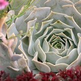 Echeveria runyonii | Chalk Rose Echeveria | plant lust