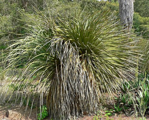 Nolina parryi subsp. wolfii IB133 | Nolina wolfii | Giant Nolina ...