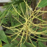 Schefflera delavayi | Hardy Schefflera | plant lust