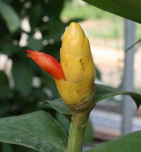 Costus sp. 'Peruvian Yellow' | Peruvian Yellow Spiral Ginger | plant lust