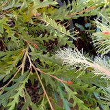 Adenanthos sericeus | Coastal Woollybush | Woolly Bush | plant lust