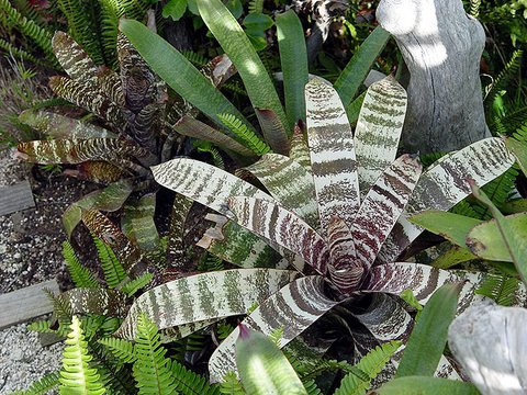 Vriesea fosteriana | plant lust