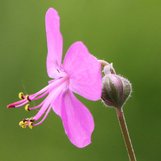 Geranium x cantabrigiense 'Cambridge' | Geranium 'Cambridge' | Geranium ...